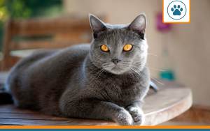 Choisir l'arbre à chat parfait : Guide pour le confort de votre animal